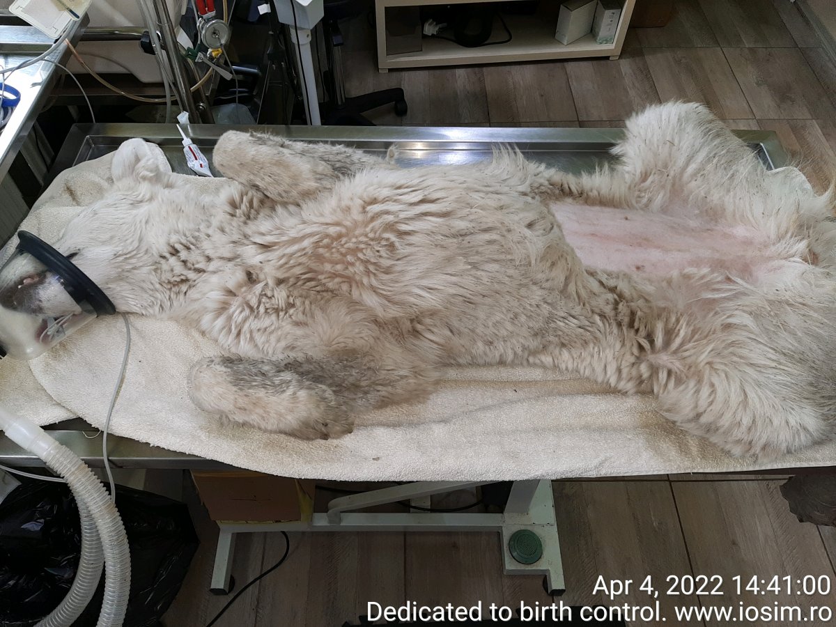 Ziua internationala a animalelor fara stapan 2022