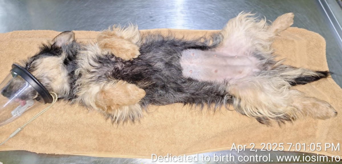 Sterilizari sponsorizate partial de Julies Spay and Neuter Syndicate in ...